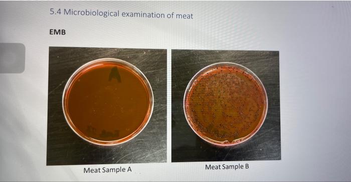 5.4 Microbiological examination of meat 1. Record | Chegg.com