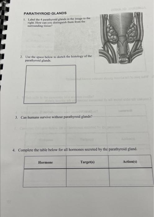 Solved 1. Label the 4 parathyroid glands in the image to the | Chegg.com