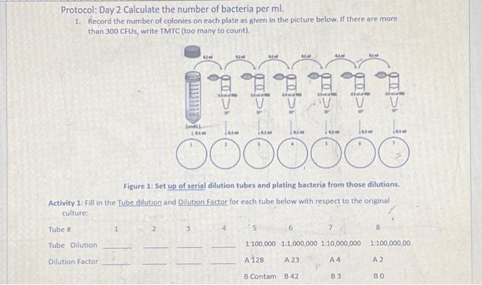 Solved Protocol: Day 2 Calculate the number of bacteria per | Chegg.com
