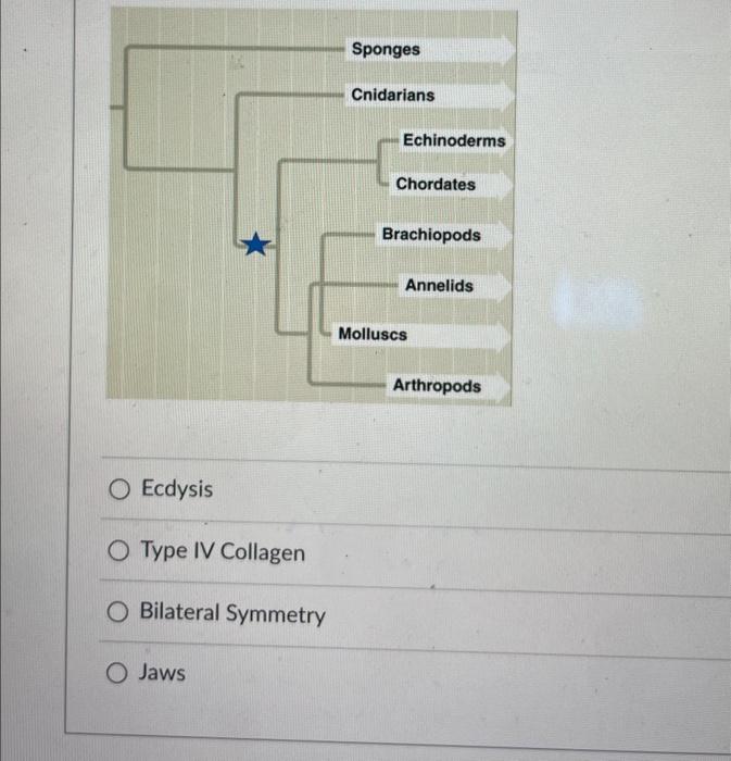 Solved Which trait likely evolved at the point indicated by | Chegg.com