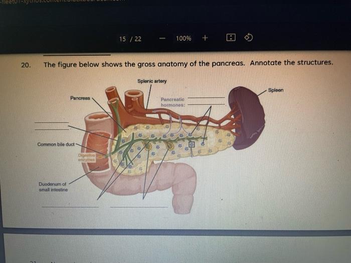 Solved 20. The figure below shows the gross anatomy of the | Chegg.com
