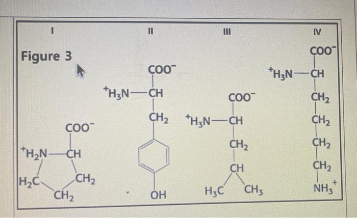 Solved Match each of the amino acids in Figure 3 with ONE | Chegg.com