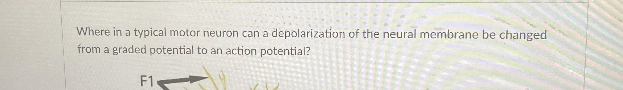 Solved Where in a typical motor neuron can a depolarization | Chegg.com