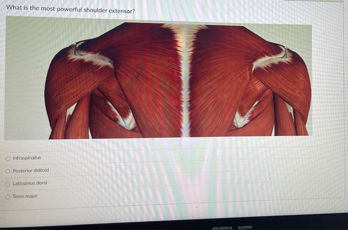 Solved What is the most powerful shoulder extensor? | Chegg.com