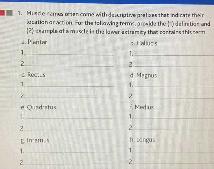 Solved 1. Muscle names often come with descriptive prefixes | Chegg.com