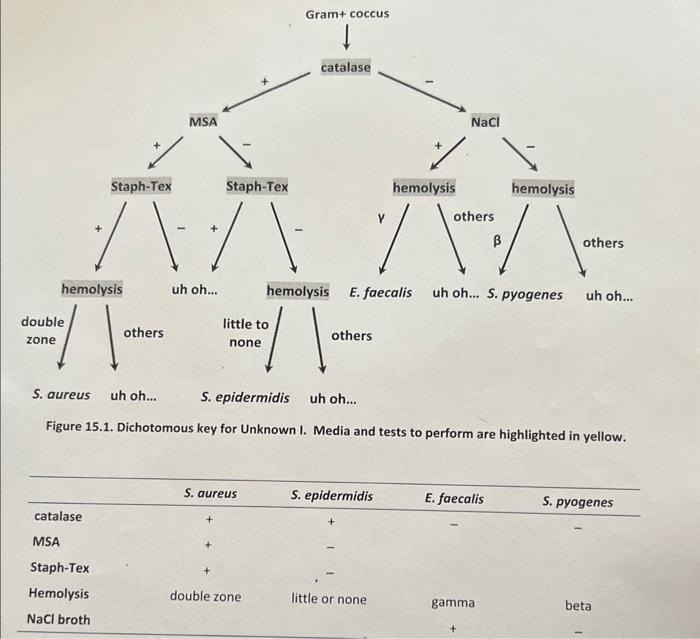 Solved Figure 15.1. Dichotomous key for Unknown I. Media and | Chegg.com