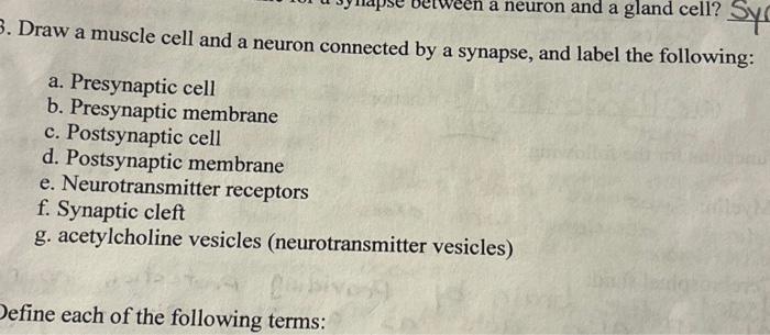 Solved Draw a muscle cell and a neuron connected by a | Chegg.com