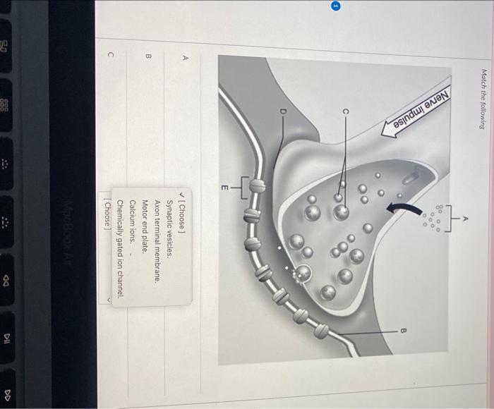 Solved 1 A 80 B C Match the following Nerve impulse C D E A | Chegg.com