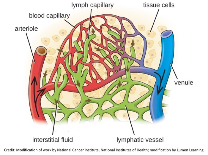Solved tissue cells lymph capillary blood capillary | Chegg.com