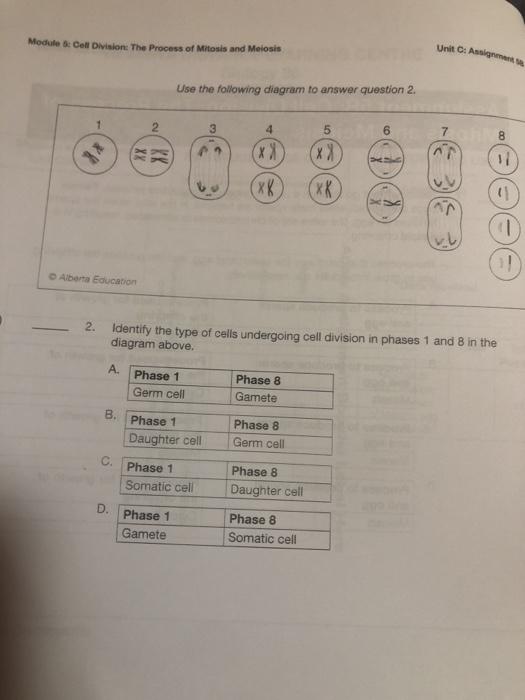 Solved Module : Cell Division: The Process of Mitosis and | Chegg.com