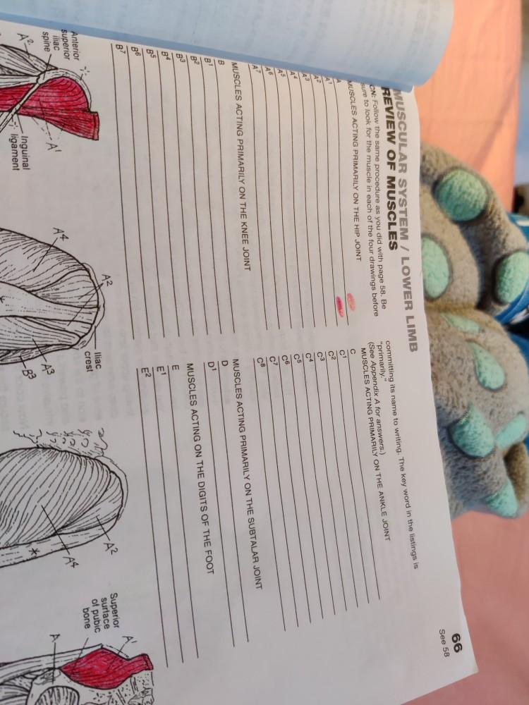 Solved 66 MUSCULAR SYSTEM/LOWER LIMB REVIEW OF MUSCLES www. | Chegg.com