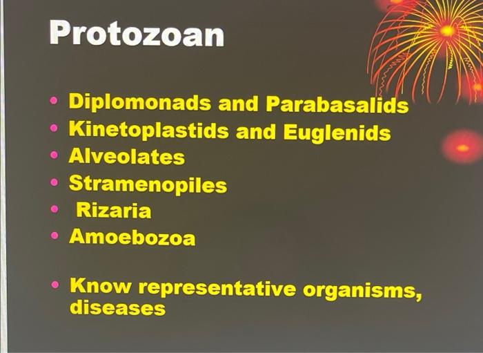 Solved Protozoan • Diplomonads and Parabasalids | Chegg.com