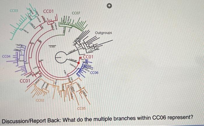 Solved Discussion/Report Back: What do the multiple branches | Chegg.com