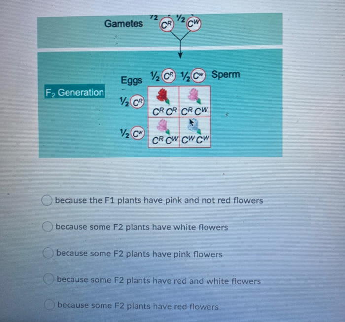 Solved In the snapdragon cross below, it appears the | Chegg.com