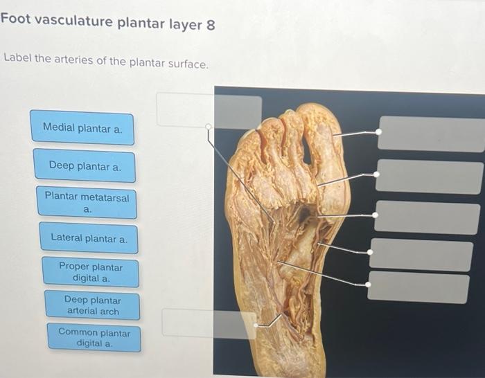 Solved foot vasculature plantar layer 8label the arteries of | Chegg.com