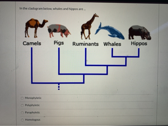 Solved In the cladogram below, whales and hippos are. Camels | Chegg.com