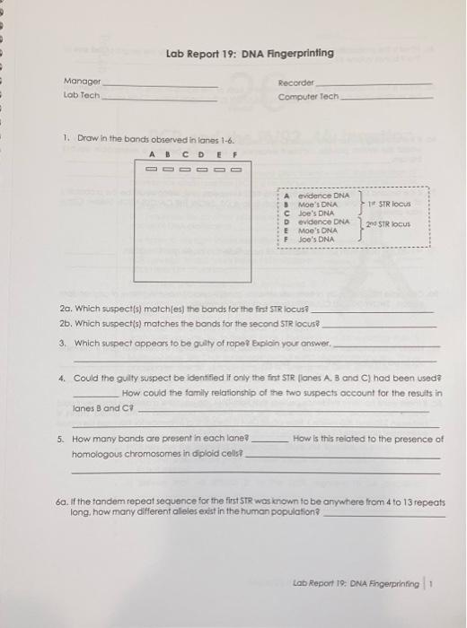 Solved Lab Report 19: DNA Fingerprinting Manager Lab Tech | Chegg.com