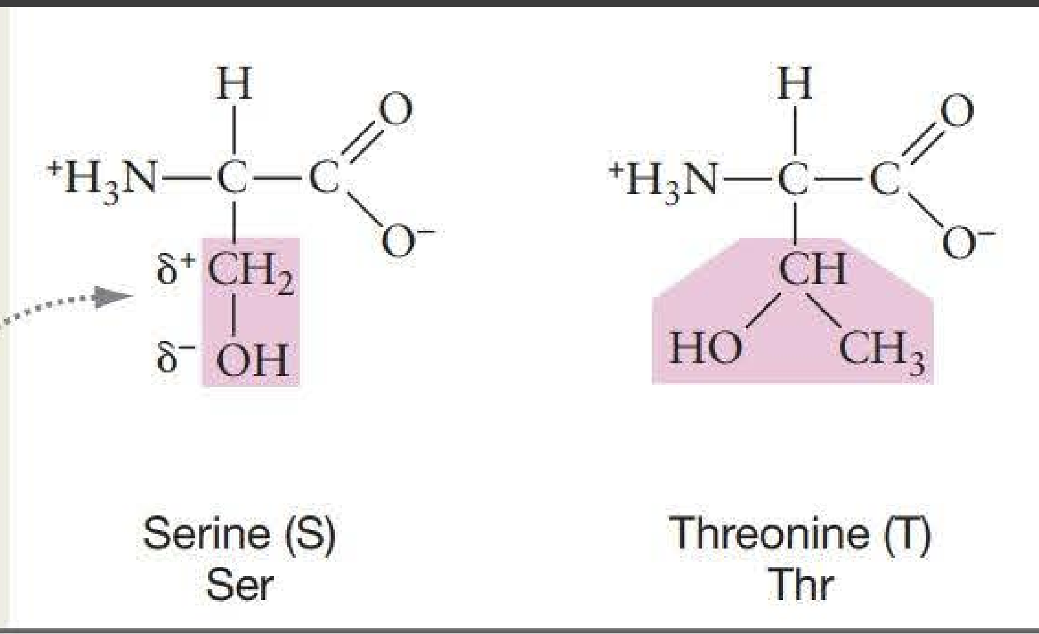 Solved Draw out the amino acids serine and threonine bonded | Chegg.com