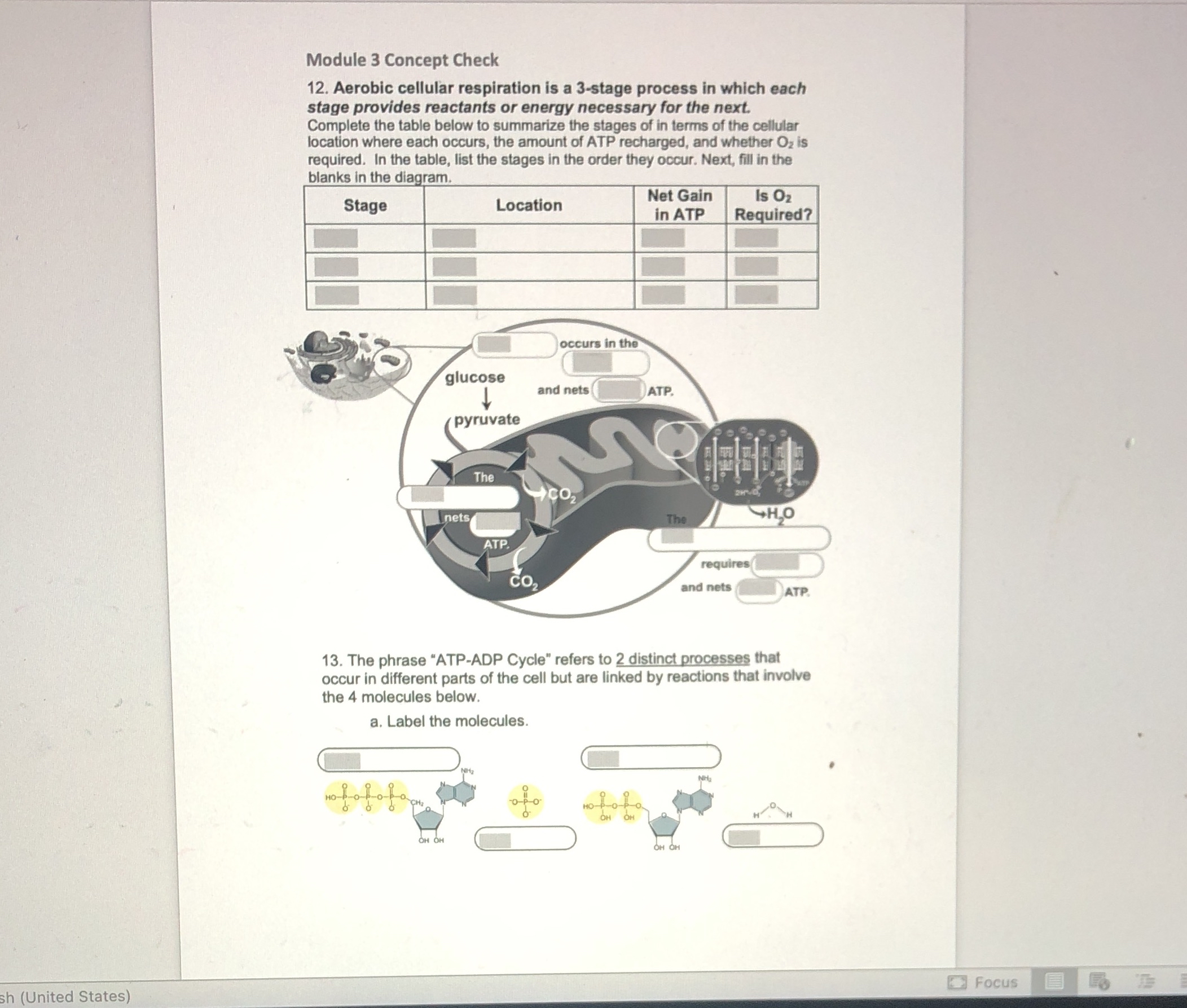 Solved Module 3 ﻿Concept Check12. ﻿Aerobic cellular | Chegg.com