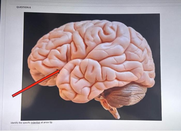 Solved Identify the white suruciuit. QUESTION 2 Identify | Chegg.com Solved Identify the white suruciuit. QUESTION 2 Identify | Chegg.com