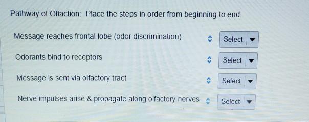 Solved Pathway of Olfaction: Place the steps in order from | Chegg.com