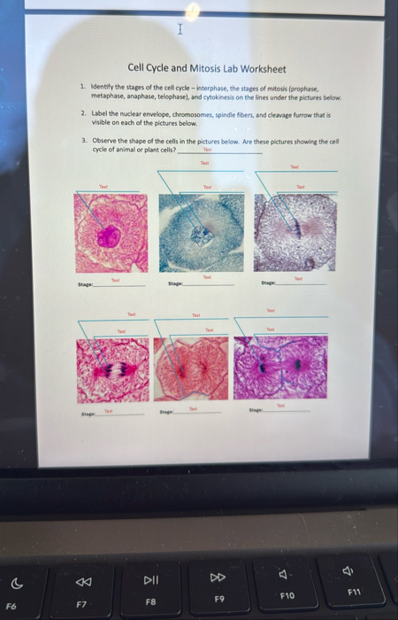 Solved Cell Cycle and Mitosis Lab WorksheetIdentify the | Chegg.com