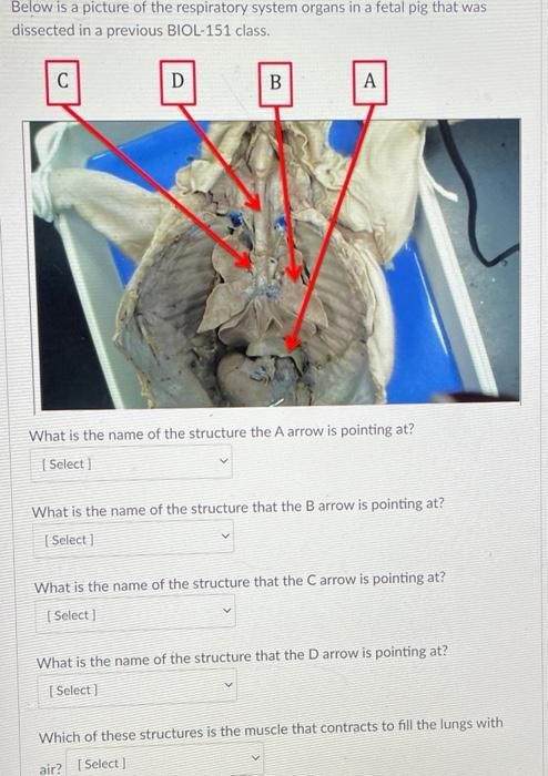 Fetal Pig Respiratory System