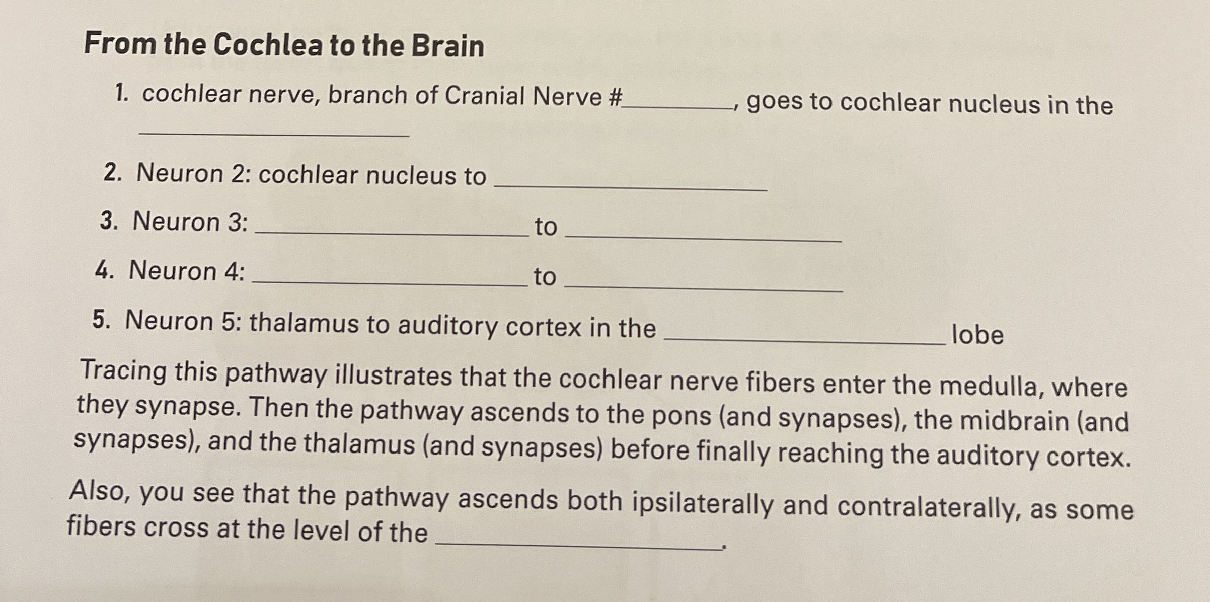 Solved From the Cochlea to the Braincochlear nerve, branch | Chegg.com