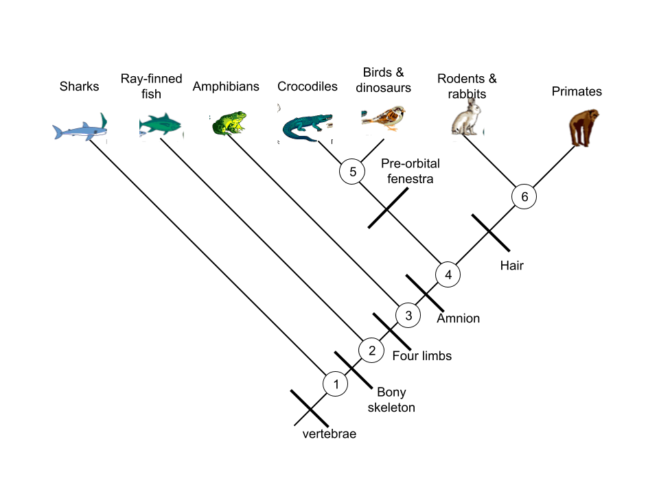 Solved What evolutionary feature or derived character | Chegg.com
