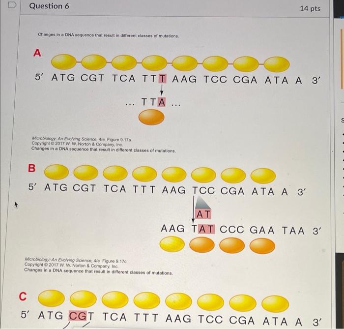 Solved Changes in a DNA sequence that result in different | Chegg.com