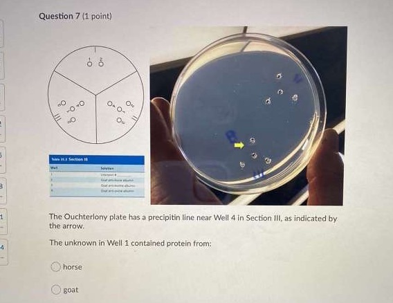 Question 7 (1 point) O-O- w Section 1 The Ouchterlony | Chegg.com