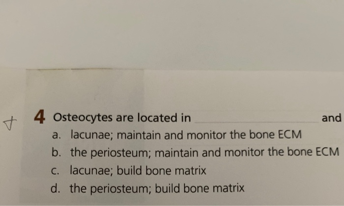 Solved 3 The extracellular matrix of bone consists of a. | Chegg.com