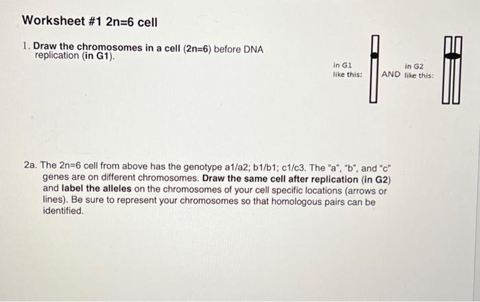 Worksheet #12n=6 cell 1. Draw the chromosomes in a | Chegg.com