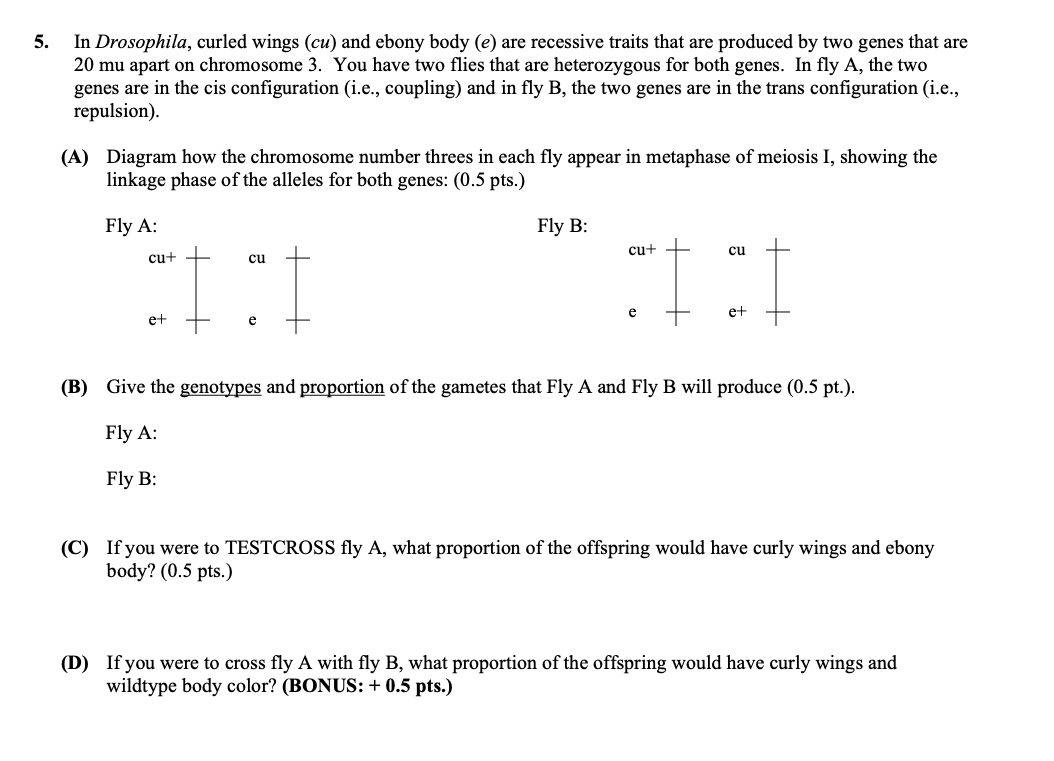 Solved 5. ﻿In Drosophila, curled wings \( (c u) \) ﻿and | Chegg.com