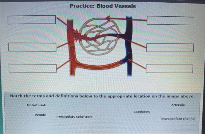 Solved Practice: Blood Vessels Match the terms and | Chegg.com