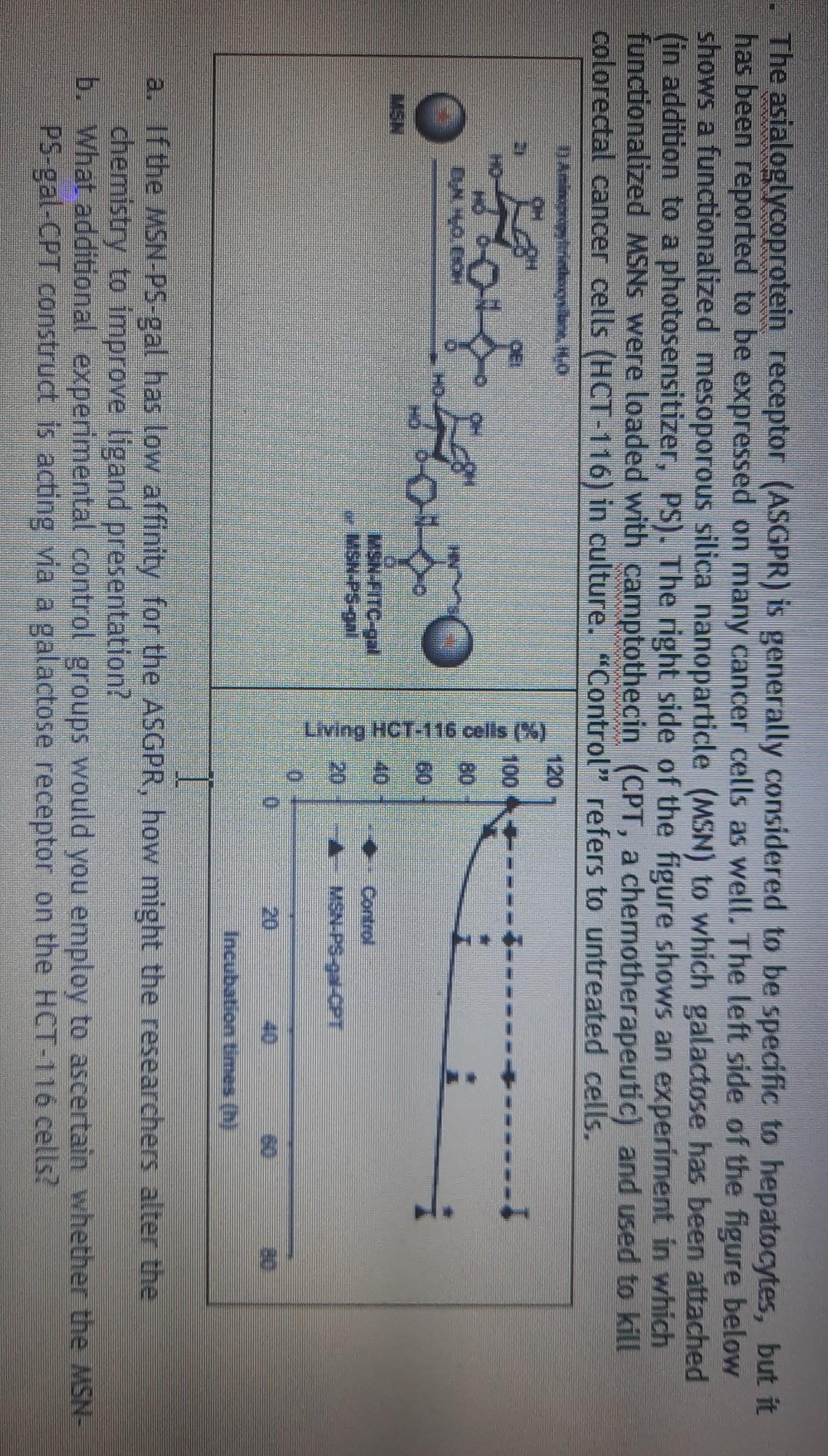 The asialoglycoprotein receptor (ASGPR) is generally | Chegg.com