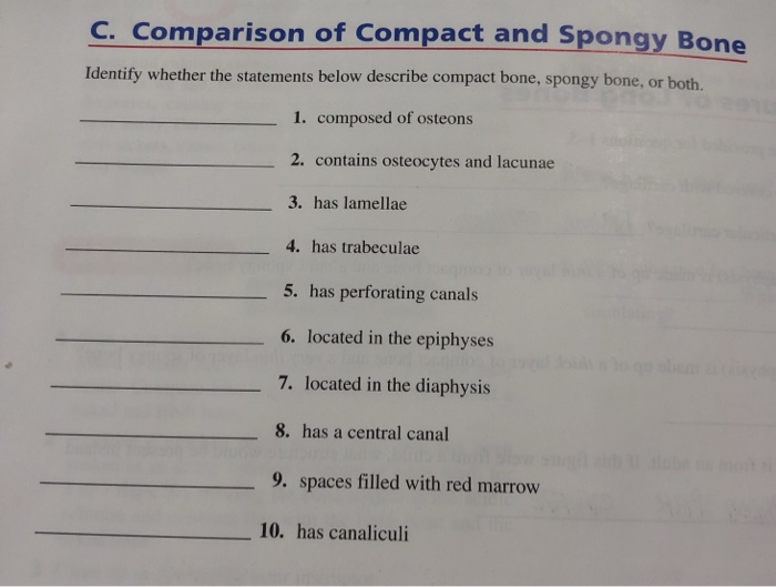 Solved C. Comparison of Compact and Spongy Bone Identify | Chegg.com
