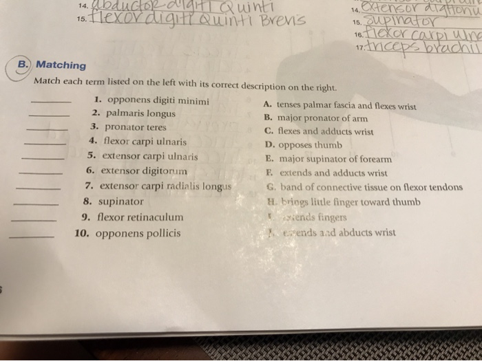 Solved exercise 20 pg 276 match each term listed on the left | Chegg.com