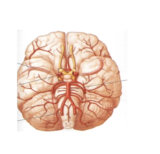 Solved Label the following arteries on the figure below | Chegg.com