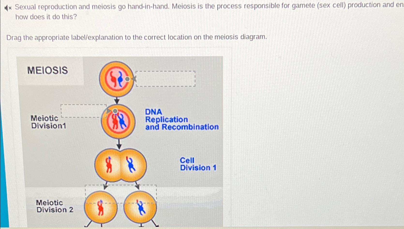 Solved 1 × ﻿sexual Reproduction And Meiosis Go Hand In Hand