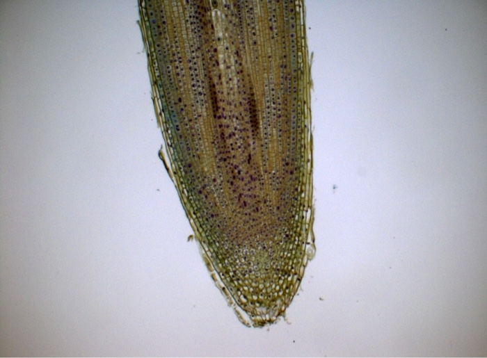 Solved 1) The origination of tissue systems in roots: a) | Chegg.com