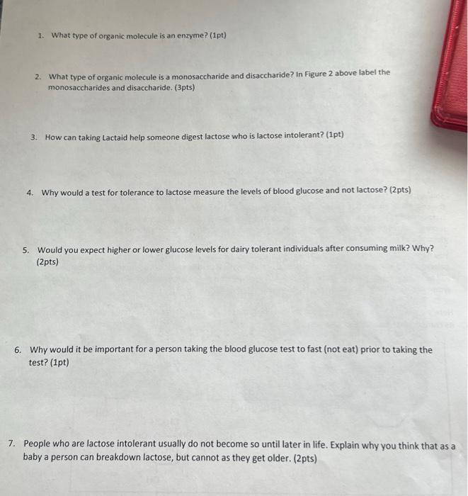 Solved 1. What type of organic molecule is an enzyme? (1pt) | Chegg.com