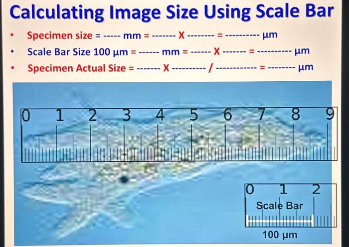Solved Calculating Image Size Using Scale Bar Specimen size | Chegg.com