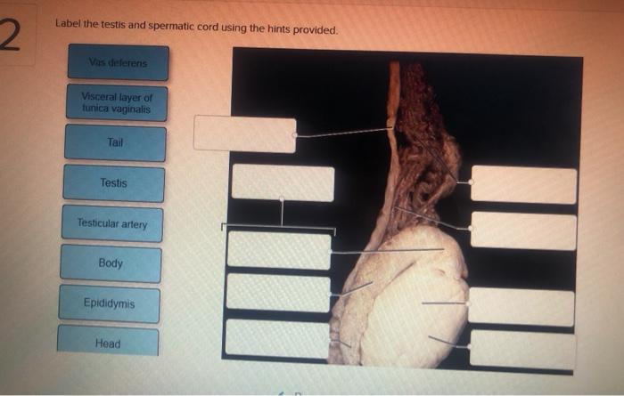 Solved Label the testis and spermatic cord using the hints | Chegg.com
