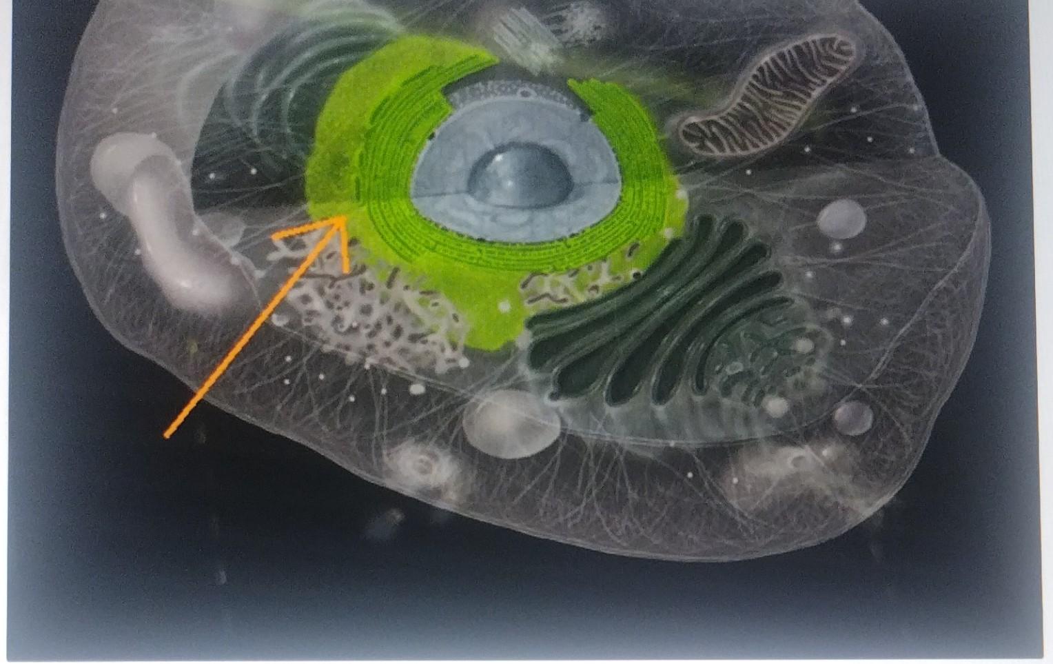 Solved Synthesizes proteins that inhabit the cytosol. | Chegg.com