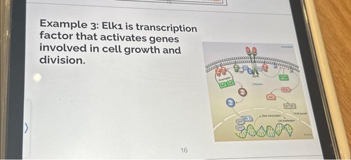 Solved In the Fas-R example, what types of gene expression | Chegg.com