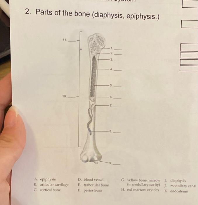 Solved 2. Parts of the bone (diaphysis, epiphysis.) A. | Chegg.com
