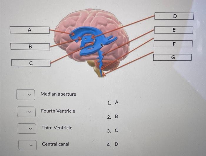 Solved D A D E F B G с Median aperture 1. A V Fourth | Chegg.com