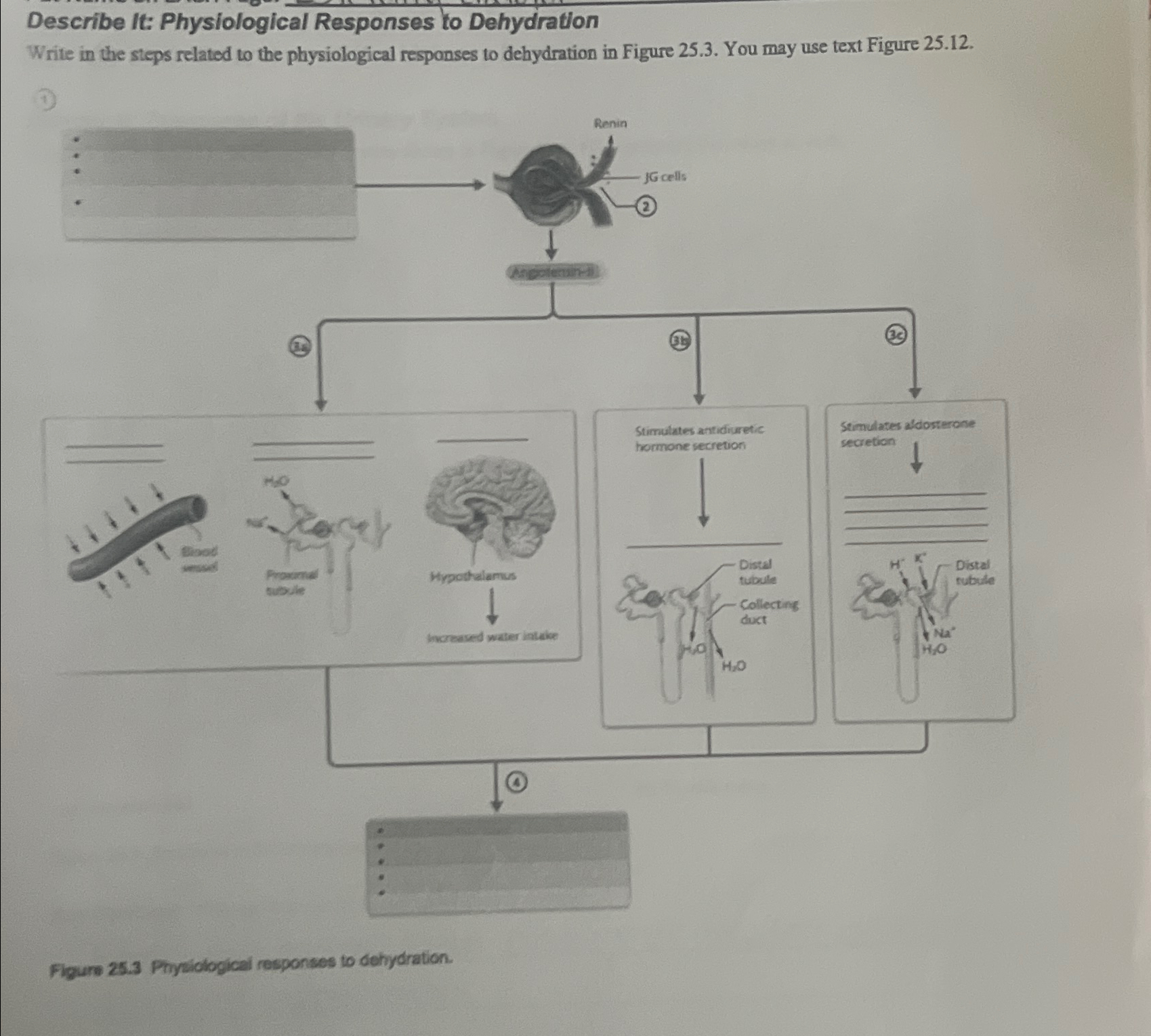 Solved Describe It: Physiological Responses to | Chegg.com