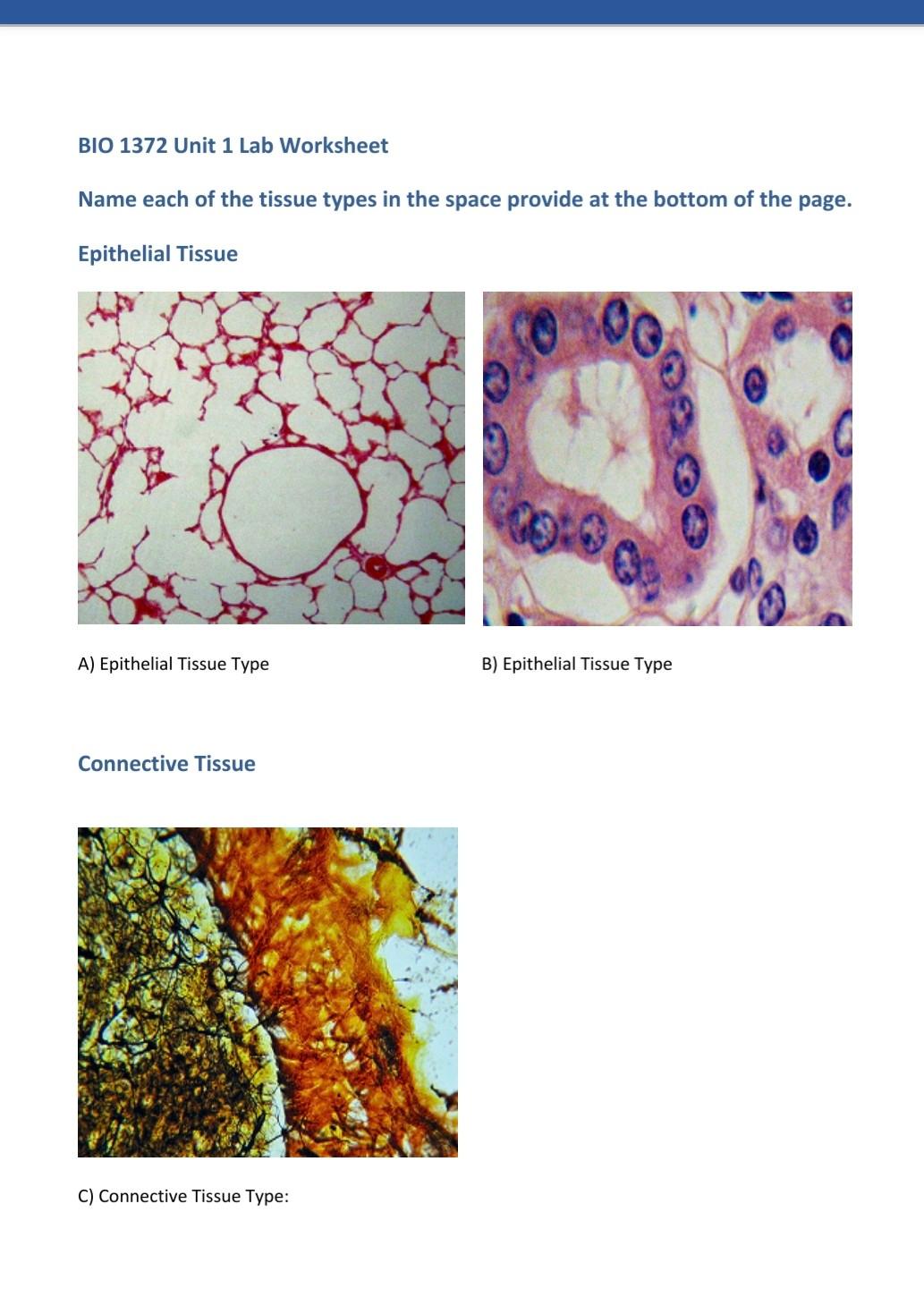 Solved BIO 1372 Unit 1 Lab Worksheet Name each of the tissue | Chegg.com